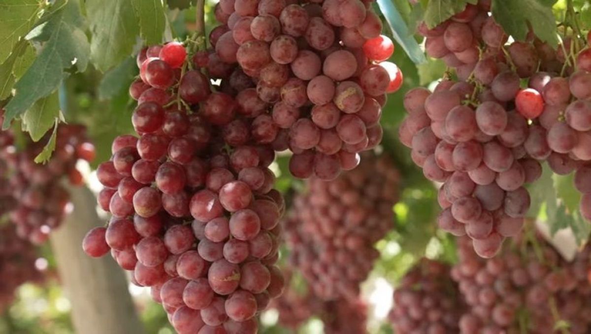 Un paraíso frutal, arraigado en la tradición española, en el Valle de ...