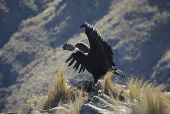Un ejemplar de cóndor andino hembra surcará el cielo de Merlo ...
