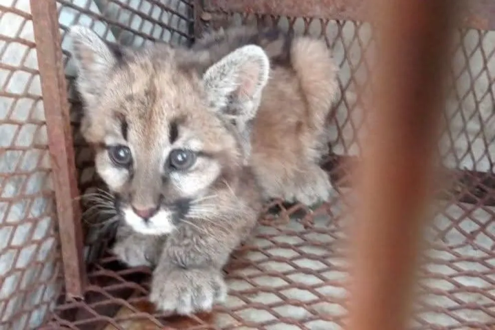 Un cachorro de puma será trasladado al Centro de Conservación de Vida ...